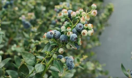 Hortifrut busca conquistar el mercado con sus nuevas variedades de ...