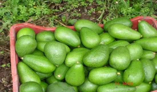 Palta fuerte viene en malas condiciones en mercados y a mayor precio ...