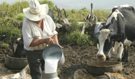 Producción peruana de leche fresca alcanza las 2.2 millones de ...