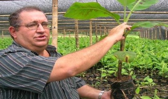 Prueban primer banano tipo cavendish resistente al marchitamiento por ...