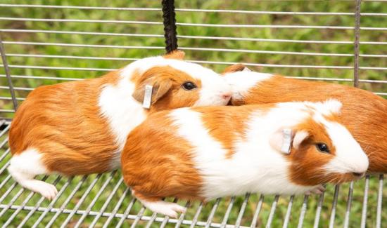 Razas de cuyes generadas por INIA incrementan en 20% la productividad ...