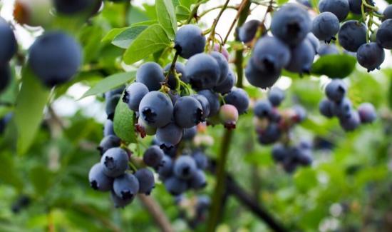 Reporte de la IBO confirma crecimiento continuo de la industria mundial ...