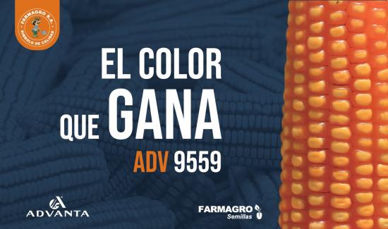 Semillas de maíz amarillo duro ADVANTA son ideales para producción de ...