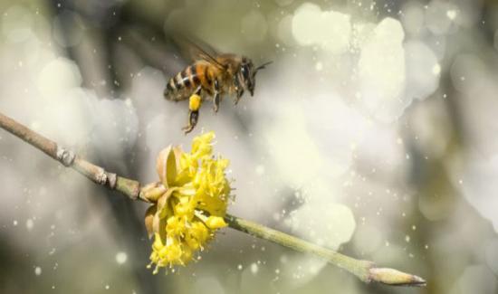 Unión Europea prohibió uso de insecticidas con neonicotinoides por ...