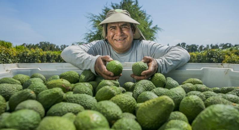 Camposol logra reconocimiento de la Huella de Carbono Perú por sus esfuerzos para reducir ...
