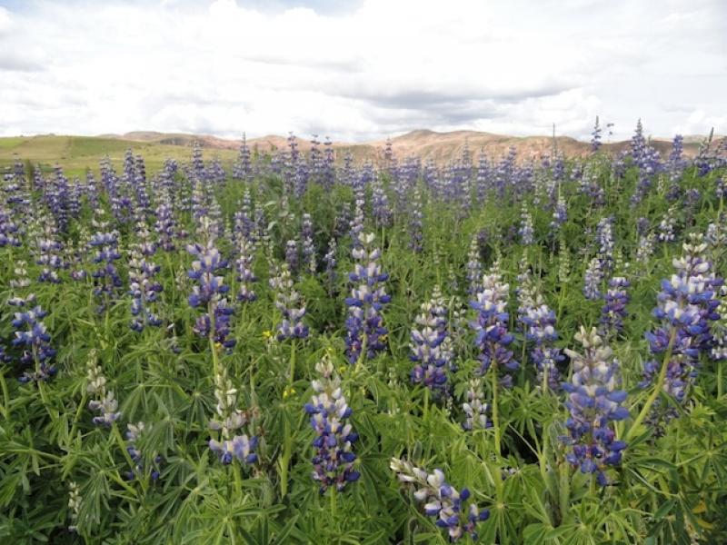 DRA Cajamarca promueve cultivo de tarwi