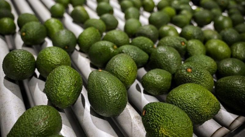 Exportaciones peruanas de palta Hass por parte de Perú crecerían no más del 10% en volumen ...