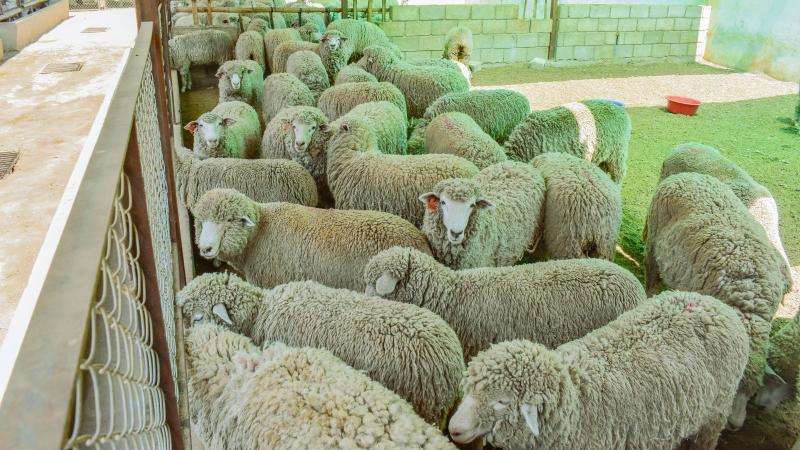 Inician proceso de mejora genética del ganado ovino en Piura